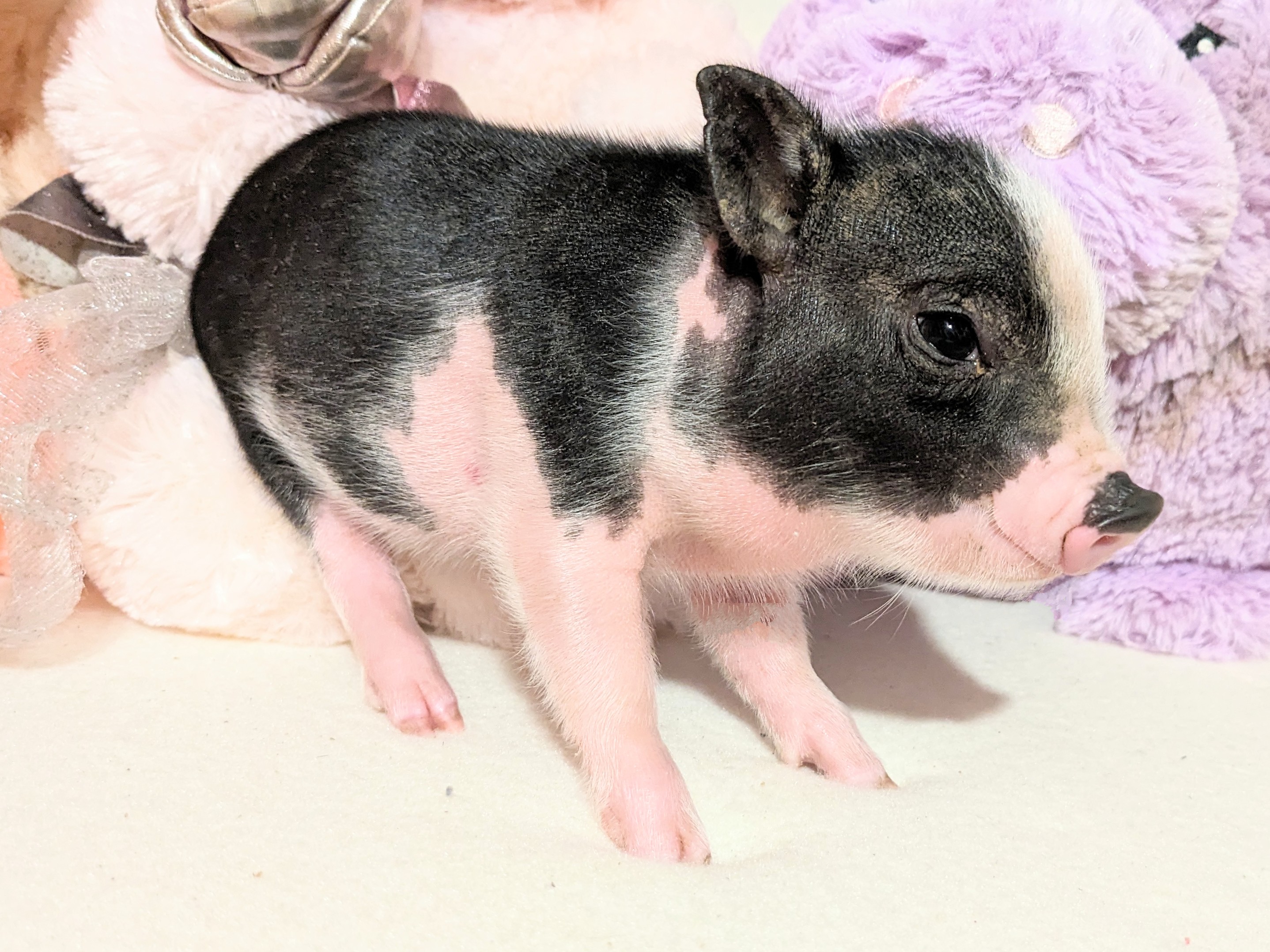 Teacup, Mini Pig For Sale – Peewee Piglet